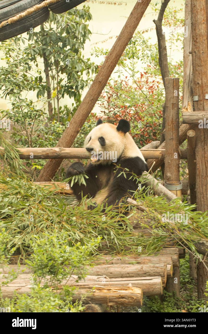 Giant panda enjoying bamboo in a lush green habitat Stock Photo - Alamy