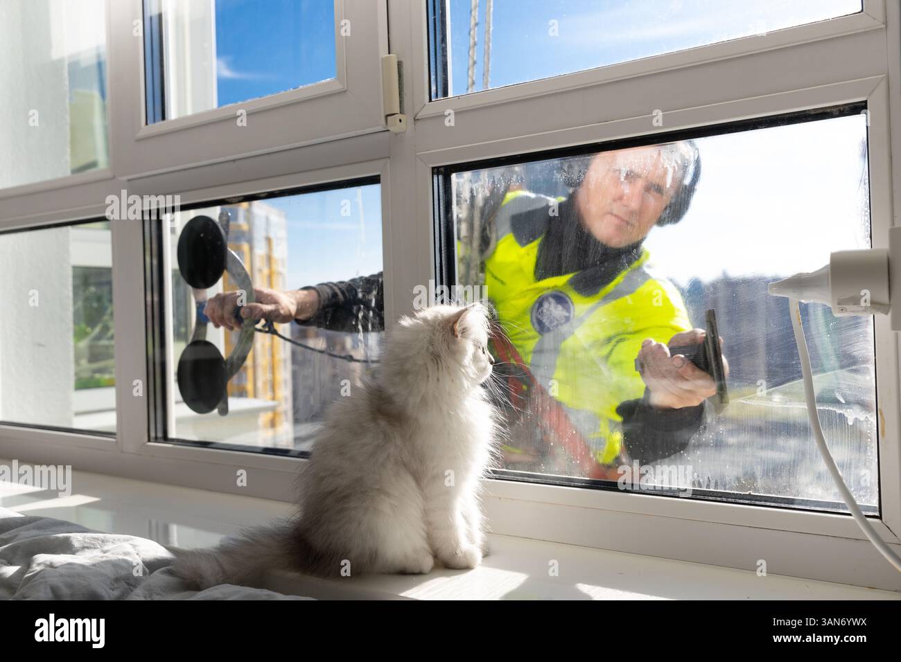 A Curious Cat Observes a Window Cleaner from Inside the House ...