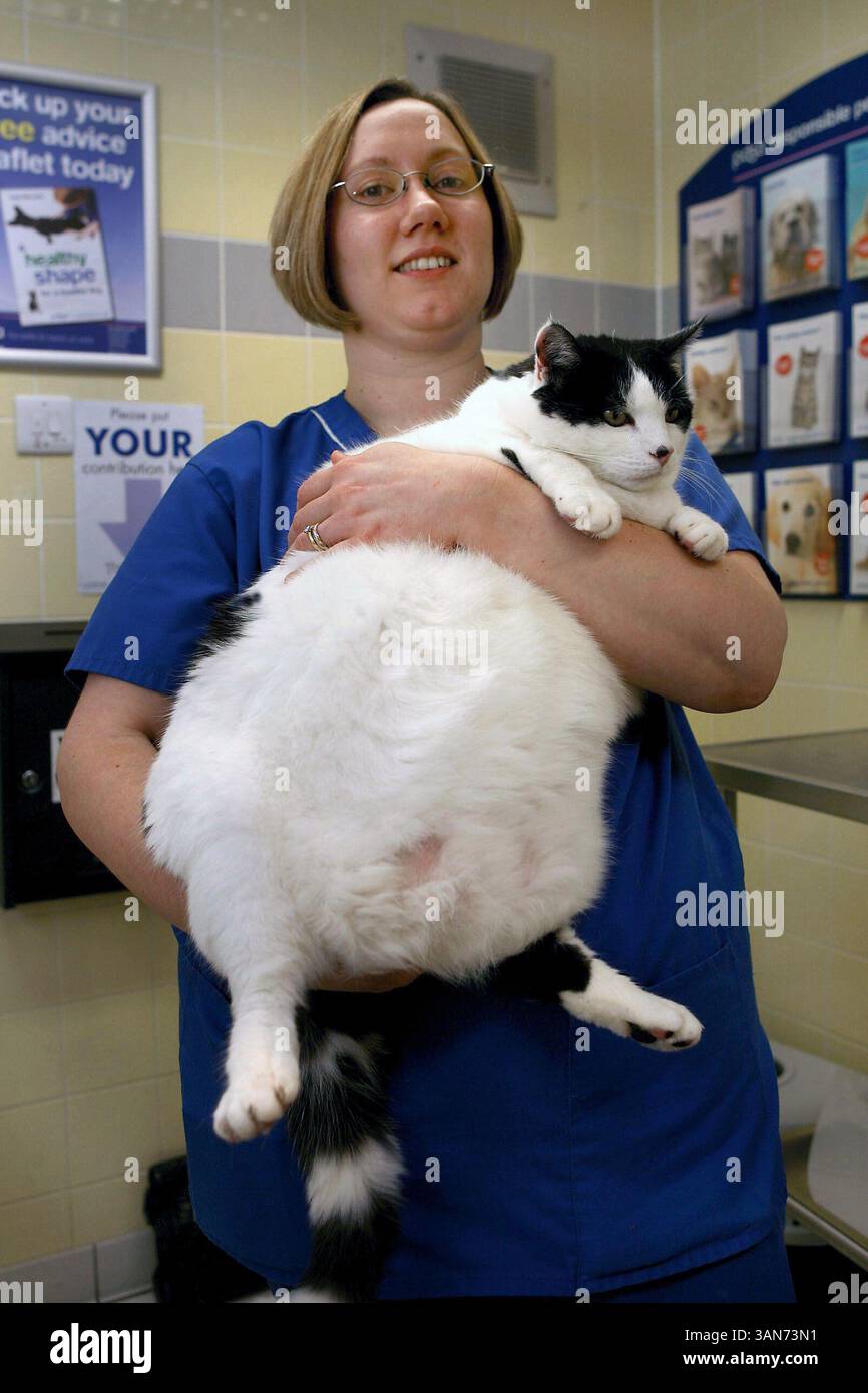 Nurse cat battle cats hi-res stock photography and images - Alamy