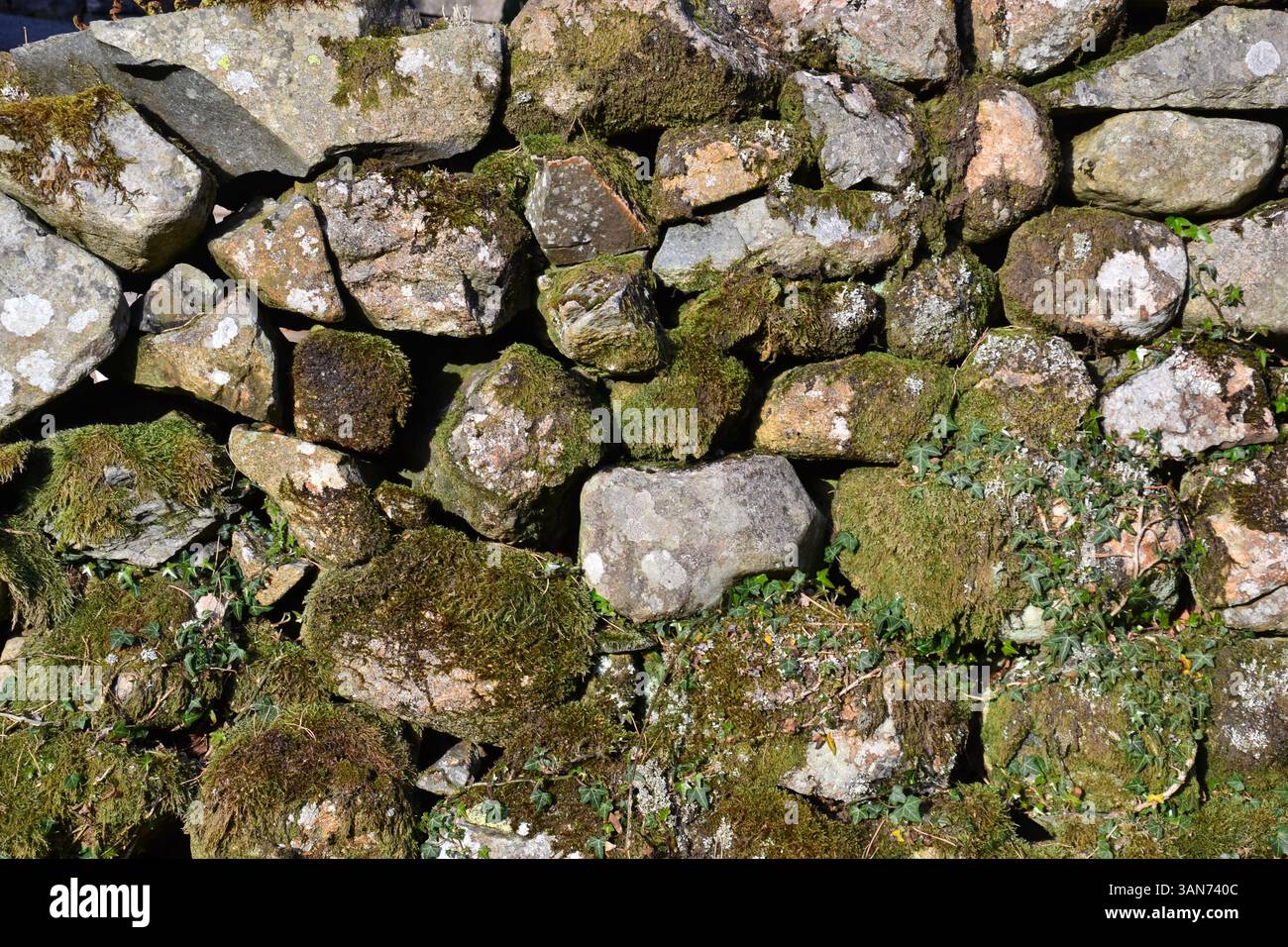 A traditional dry stone wall, partly covered with moss and lichen, in ...