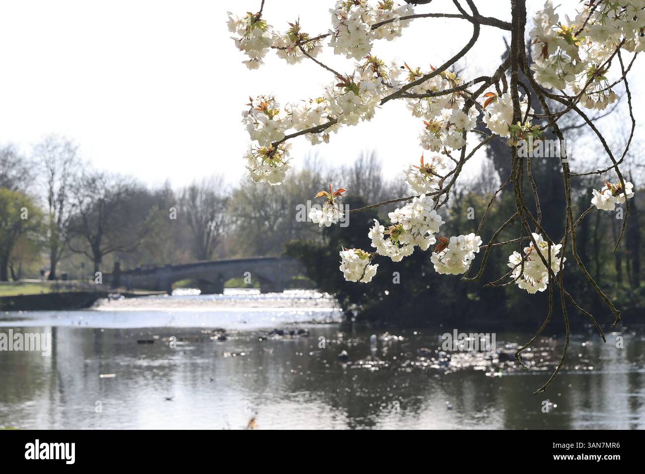 Abbey Park, lovely park around the River Soar, in north Leicester, in ...