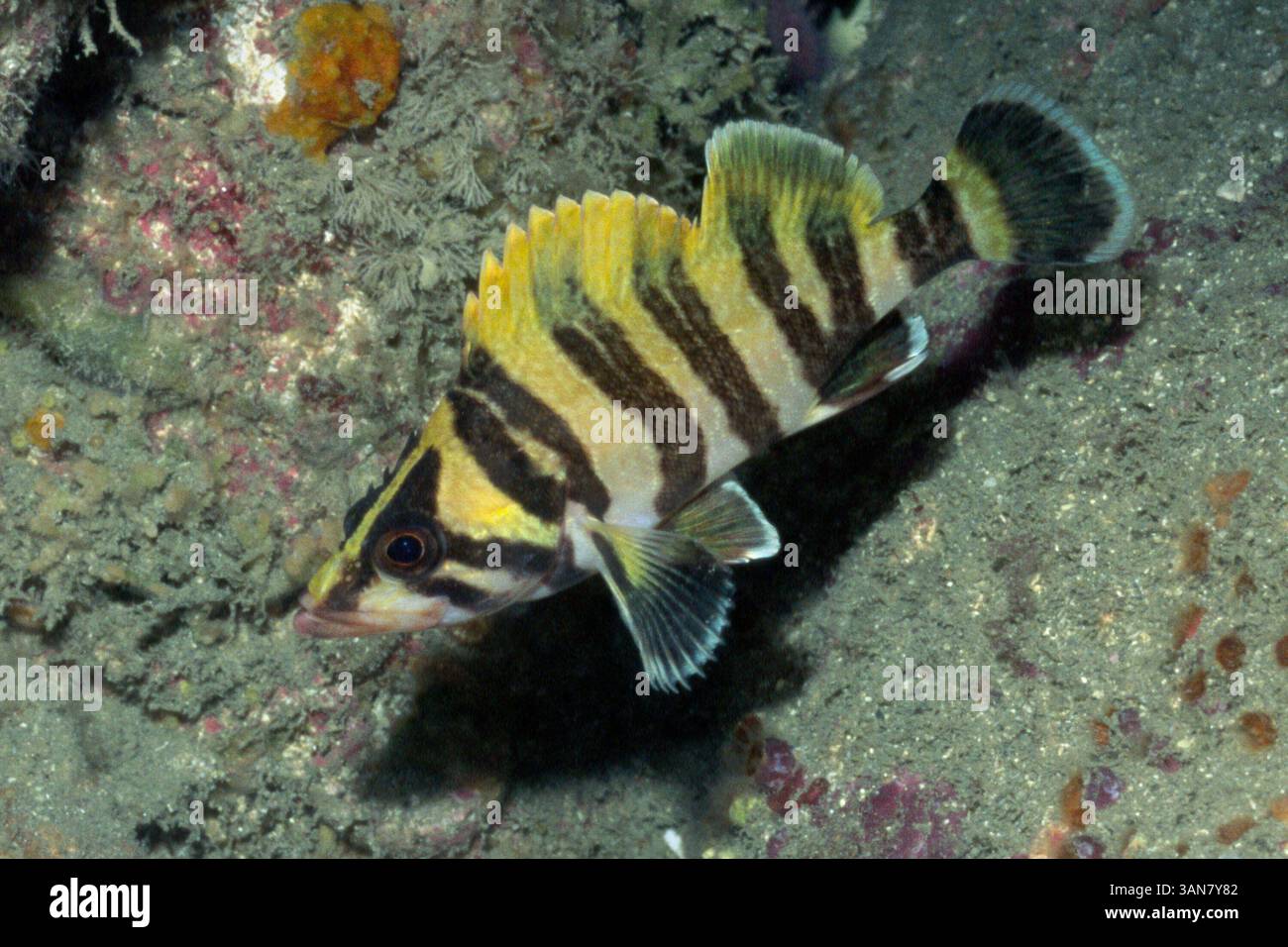 Oct 06, 2008 - Channel Islands National Park, California, USA -Treefish ...