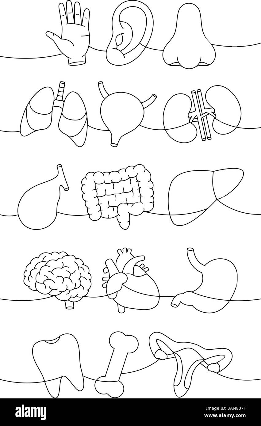 Human body internal organs stomach and lungs Black and White Stock ...