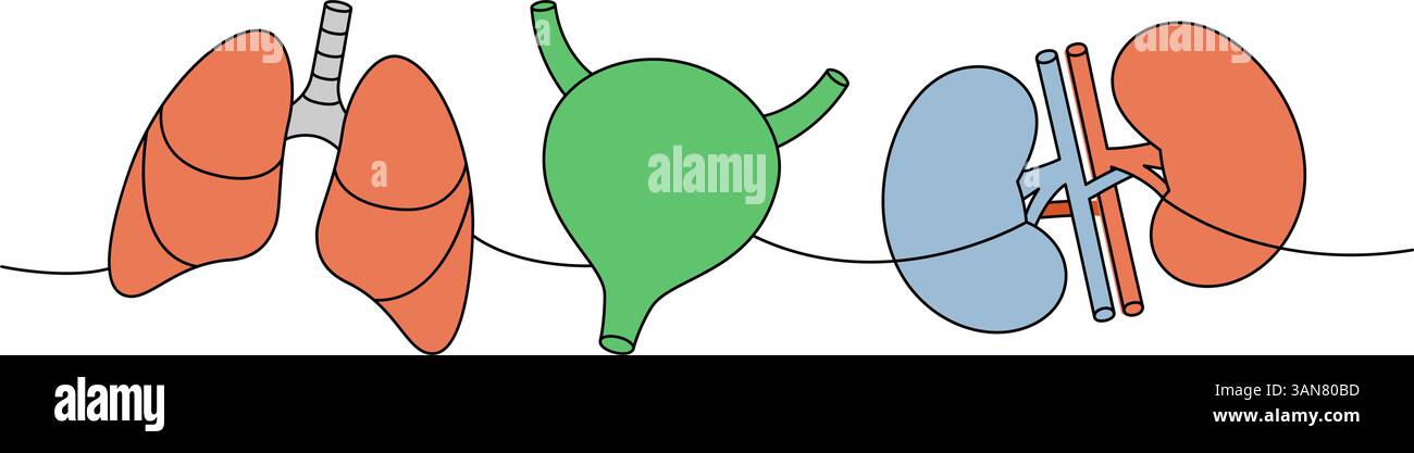 Human organs one line colored continuous drawing. Lungs, bladder, kidneys continuous one line ...