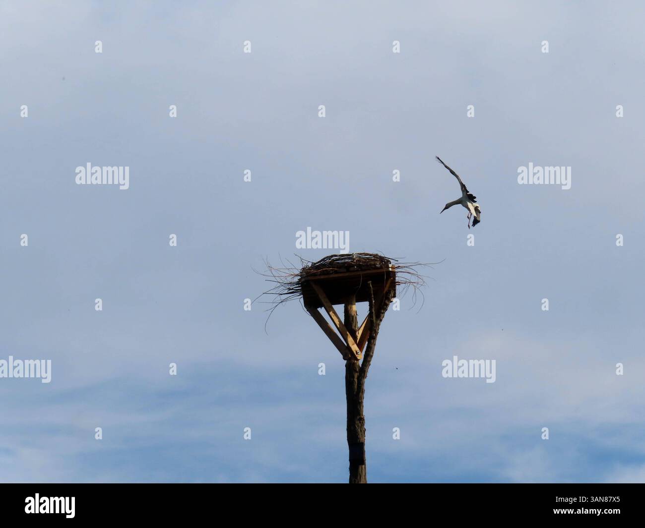 ...so elegant wie Adebar sein Nest anfliegt - das sieht unsereins nicht ...