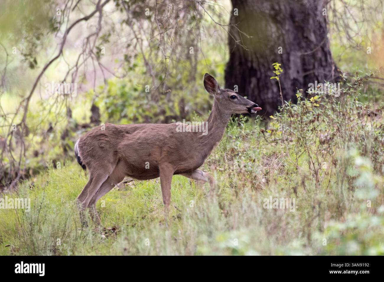 Female deer blends into the oak tree forrest background with tongue ...