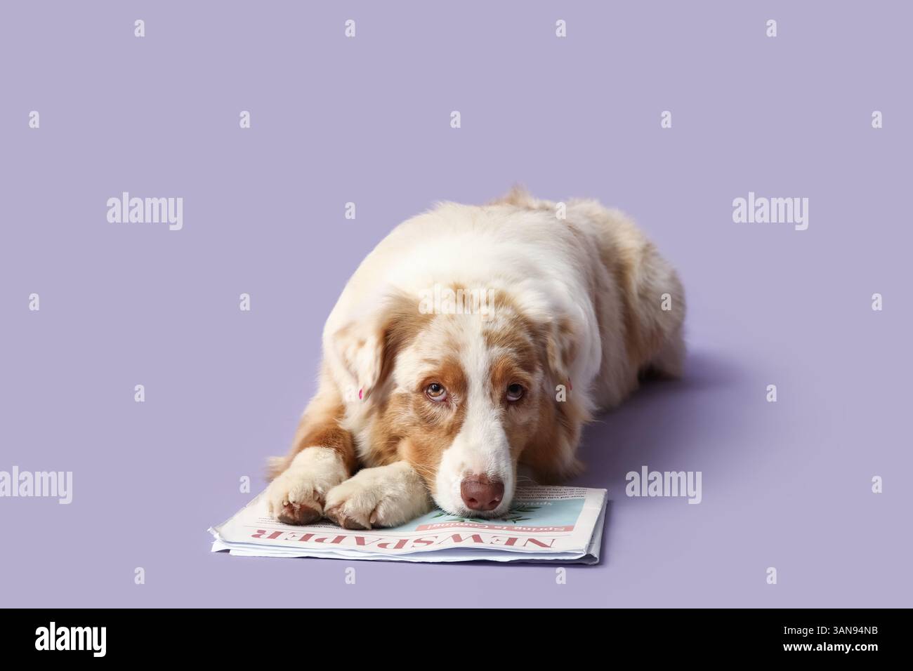 Cute Australian Shepherd dog with newspaper lying on purple background ...