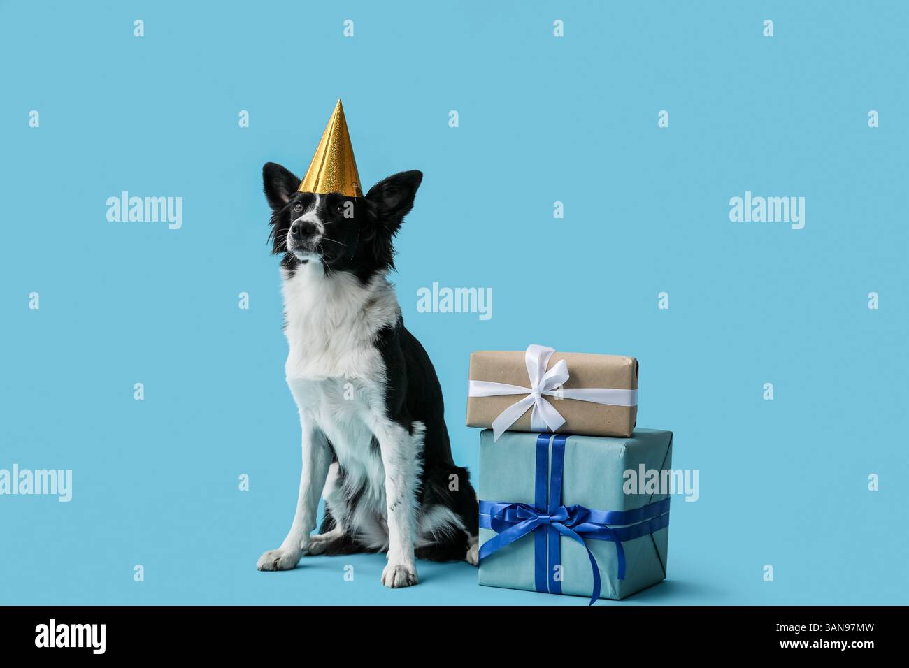 Cute Border Collie dog with gift boxes and party hat on blue background ...