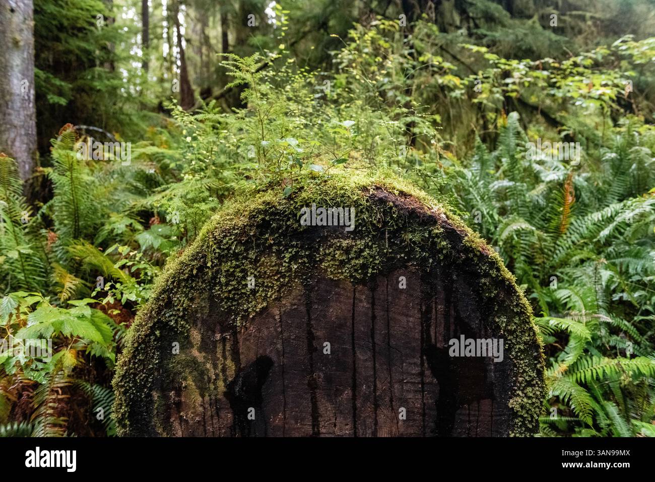 A moss covered log in a forest. The forest is lush and green Stock ...