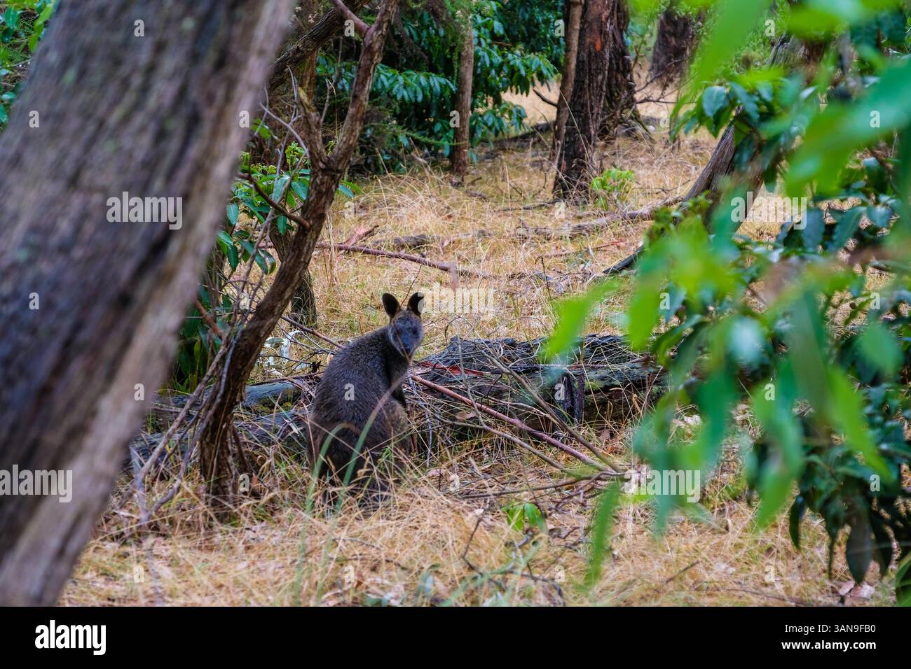 Victoria, Australia. 15th Feb, 2025. Swamp wallaby, Australian ...