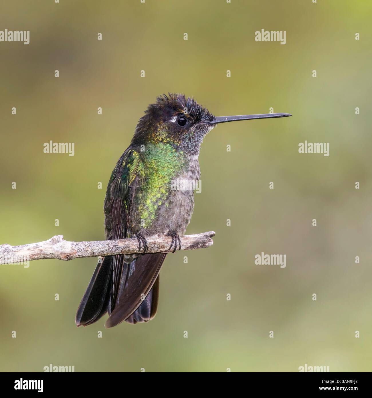 Mammal and bird interaction hi-res stock photography and images - Alamy