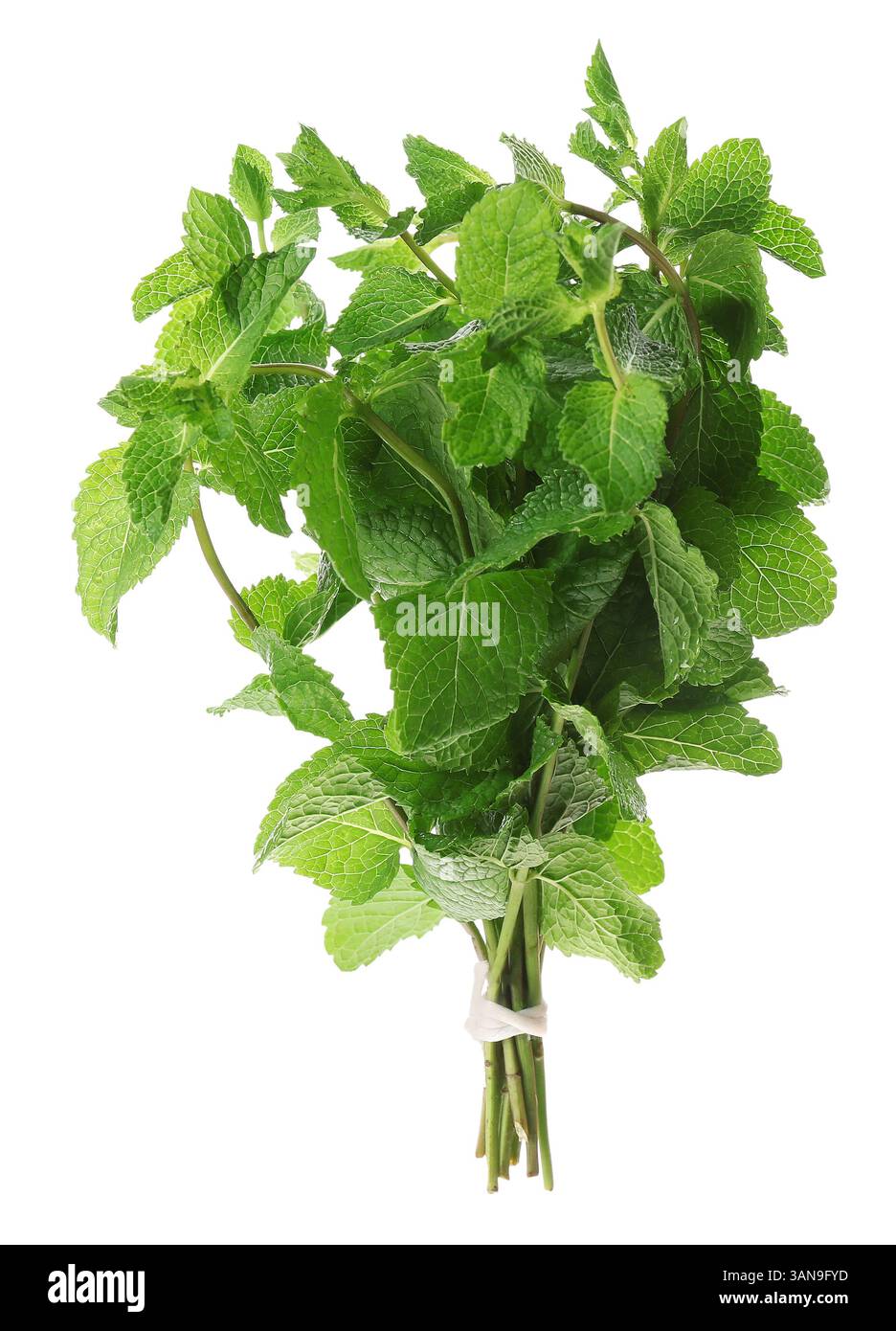 Bunch fresh mint lemon Cut Out Stock Images & Pictures - Alamy