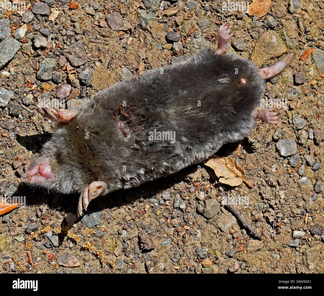 dead mole along the Old Alameda Creek trail in Union City, California ...