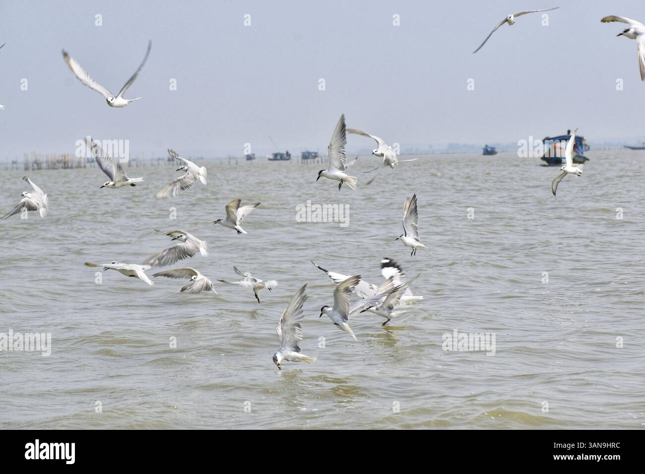 Flock of Seagulls birds fling over water of Chilika lake, puri orissa ...
