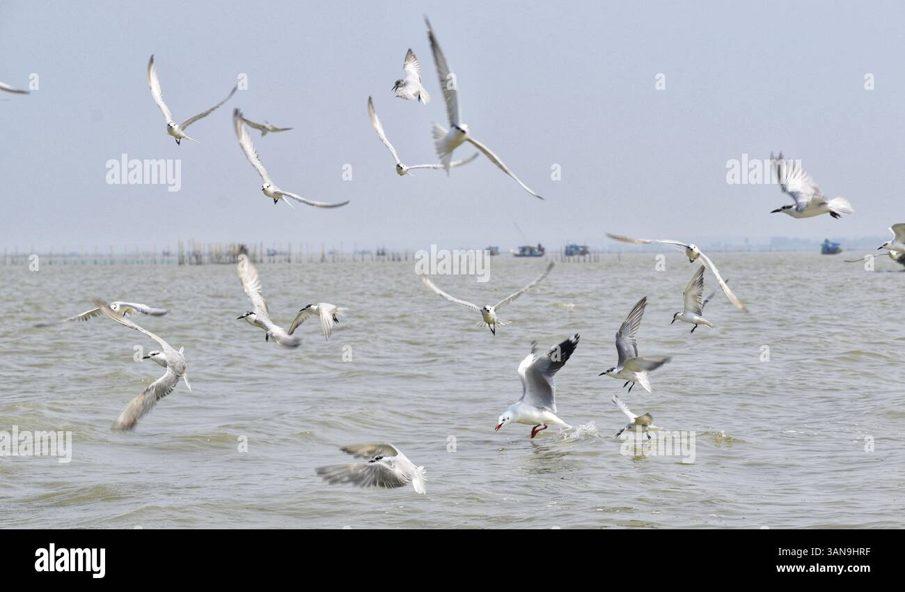 Flock of Seagulls birds fling over water of Chilika lake, puri orissa ...