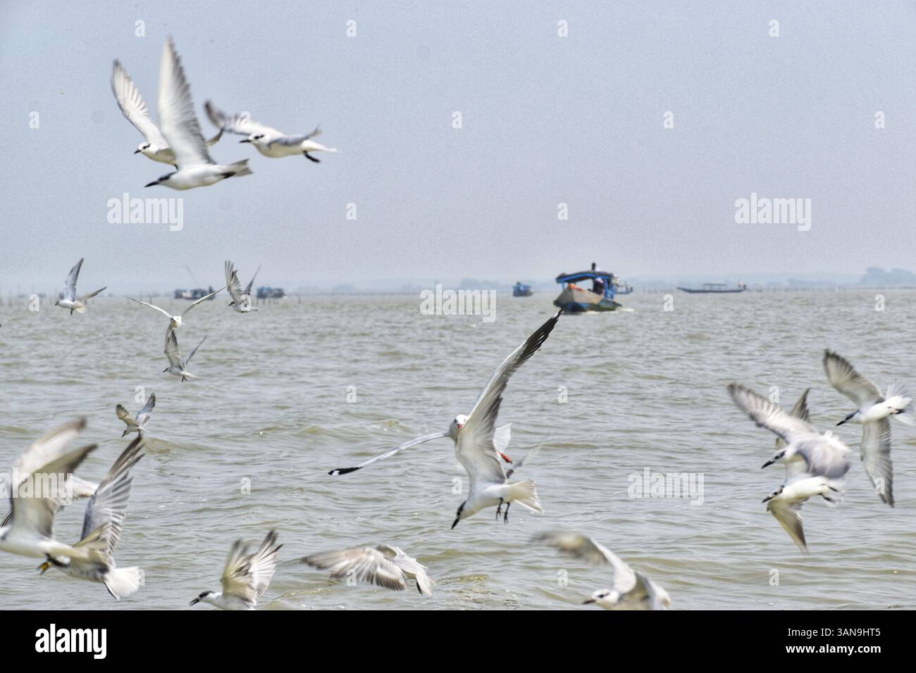 Flock of Seagulls birds fling over water of Chilika lake, puri orissa ...