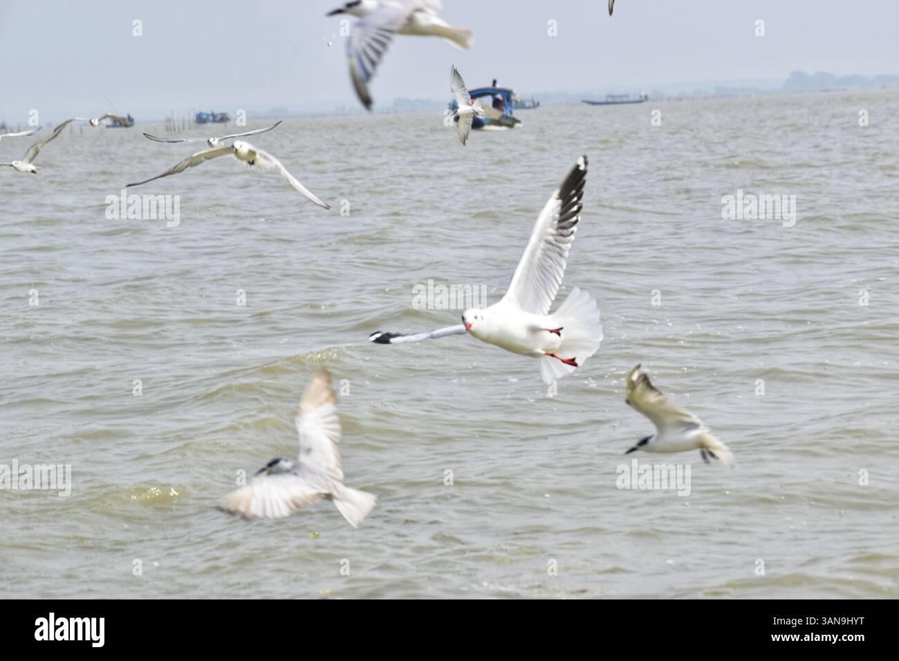 Flock of Seagulls birds fling over water of Chilika lake, puri orissa ...