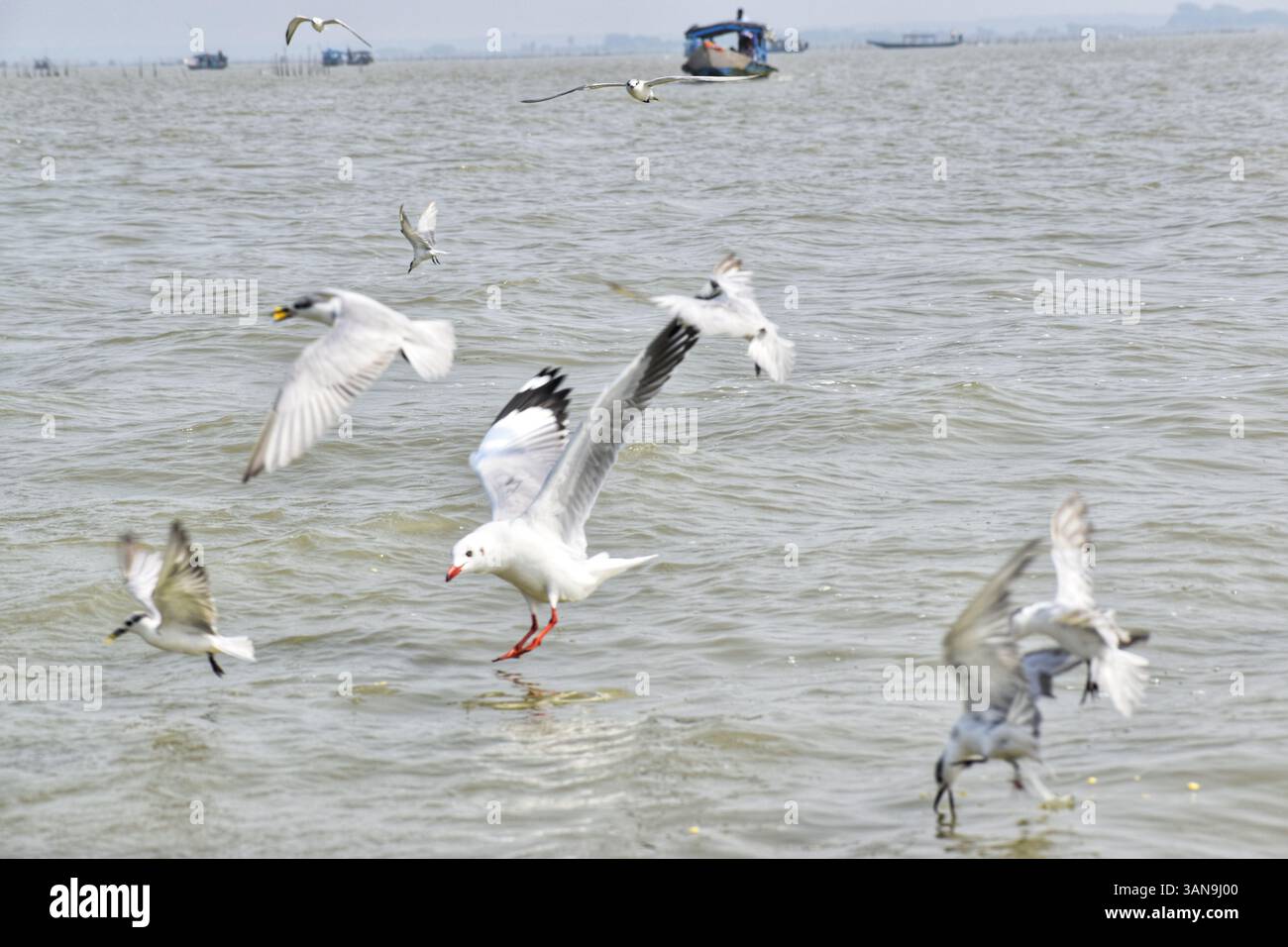 Flock of Seagulls birds fling over water of Chilika lake, puri orissa ...