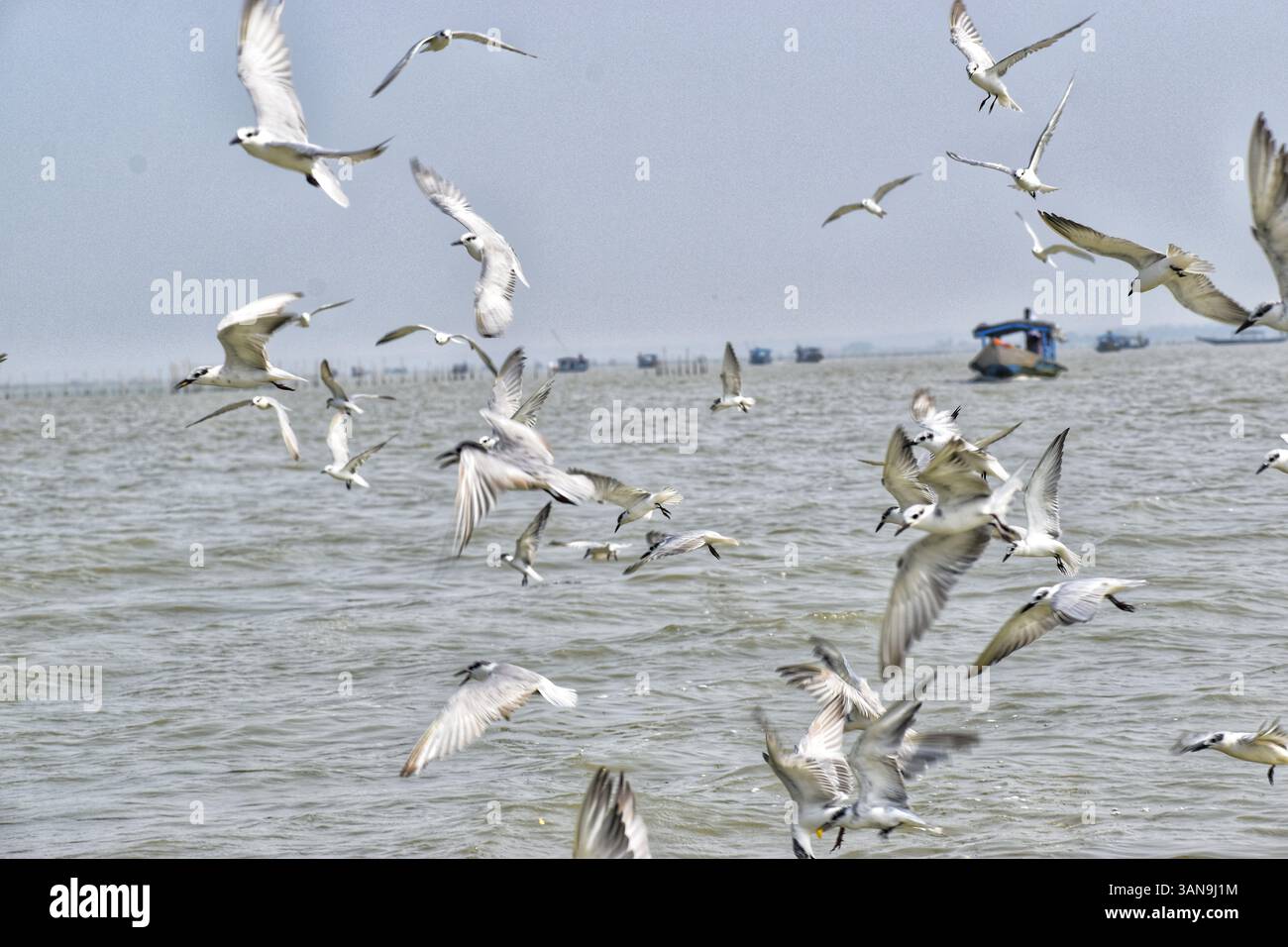 Flock of Seagulls birds fling over water of Chilika lake, puri orissa ...
