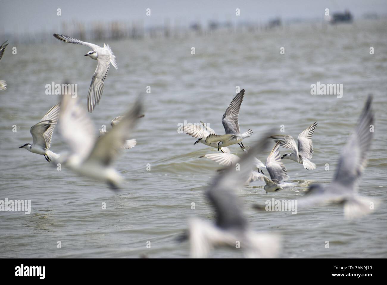 Flock of Seagulls birds fling over water of Chilika lake, puri orissa ...
