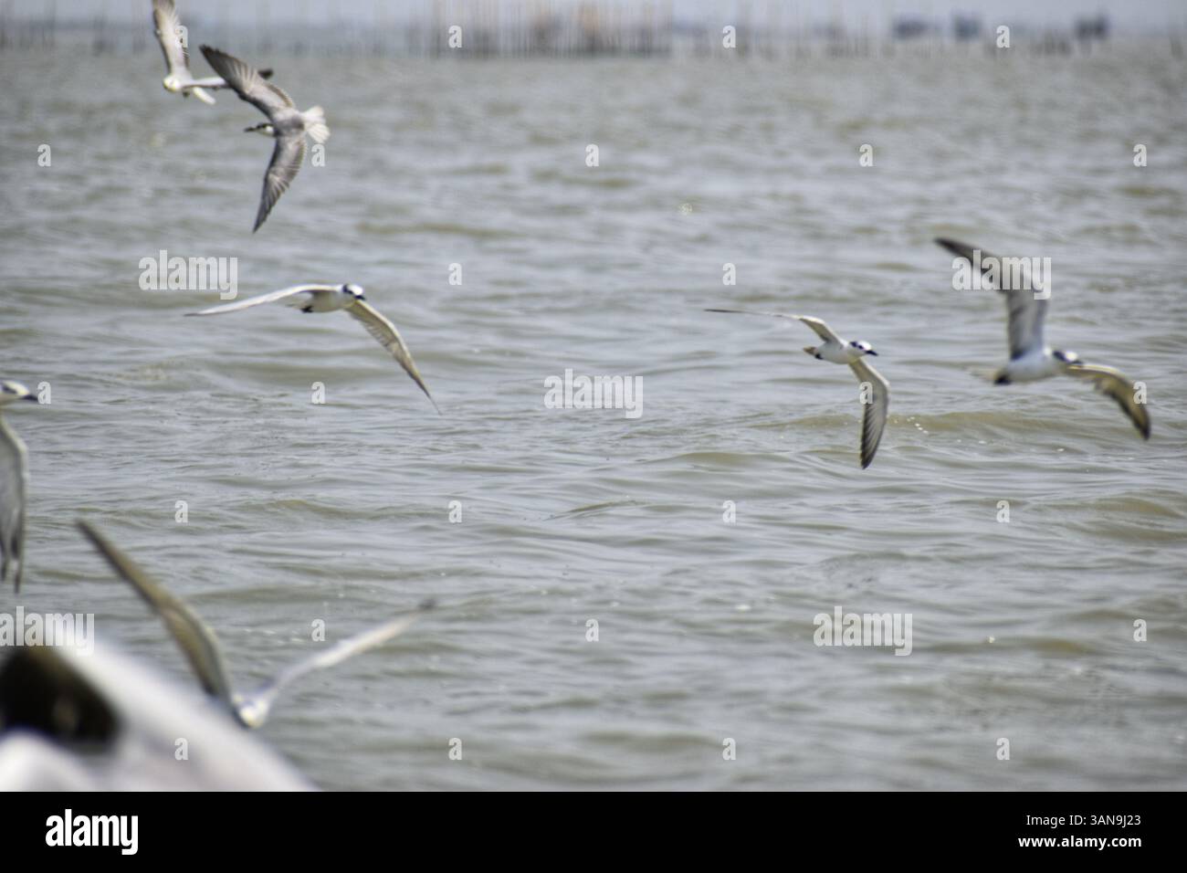 Flock of Seagulls birds fling over water of Chilika lake, puri orissa ...