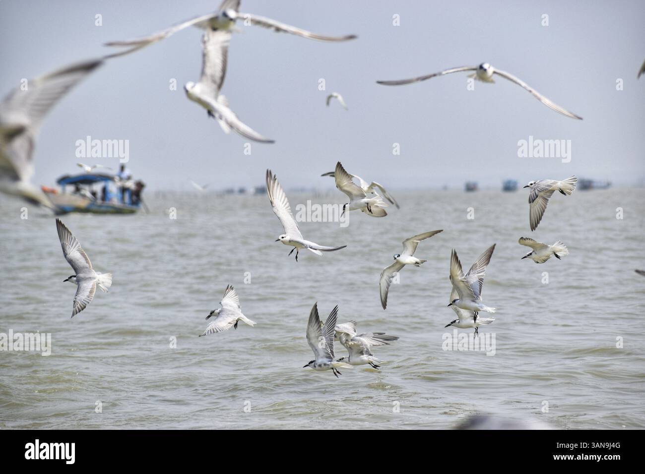 Flock of Seagulls birds fling over water of Chilika lake, puri orissa ...