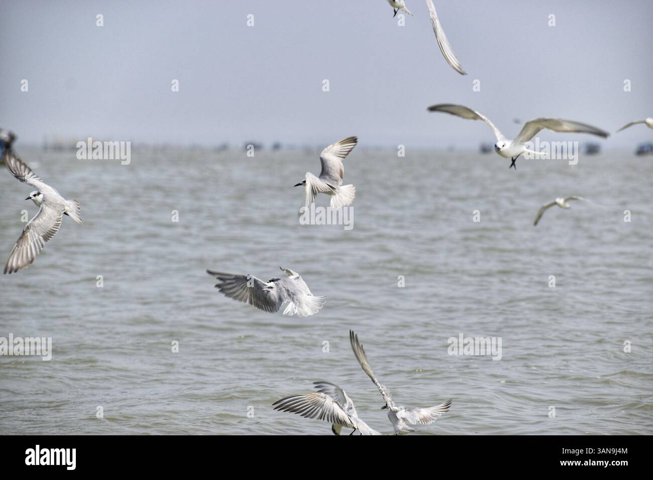 Flock of Seagulls birds fling over water of Chilika lake, puri orissa ...