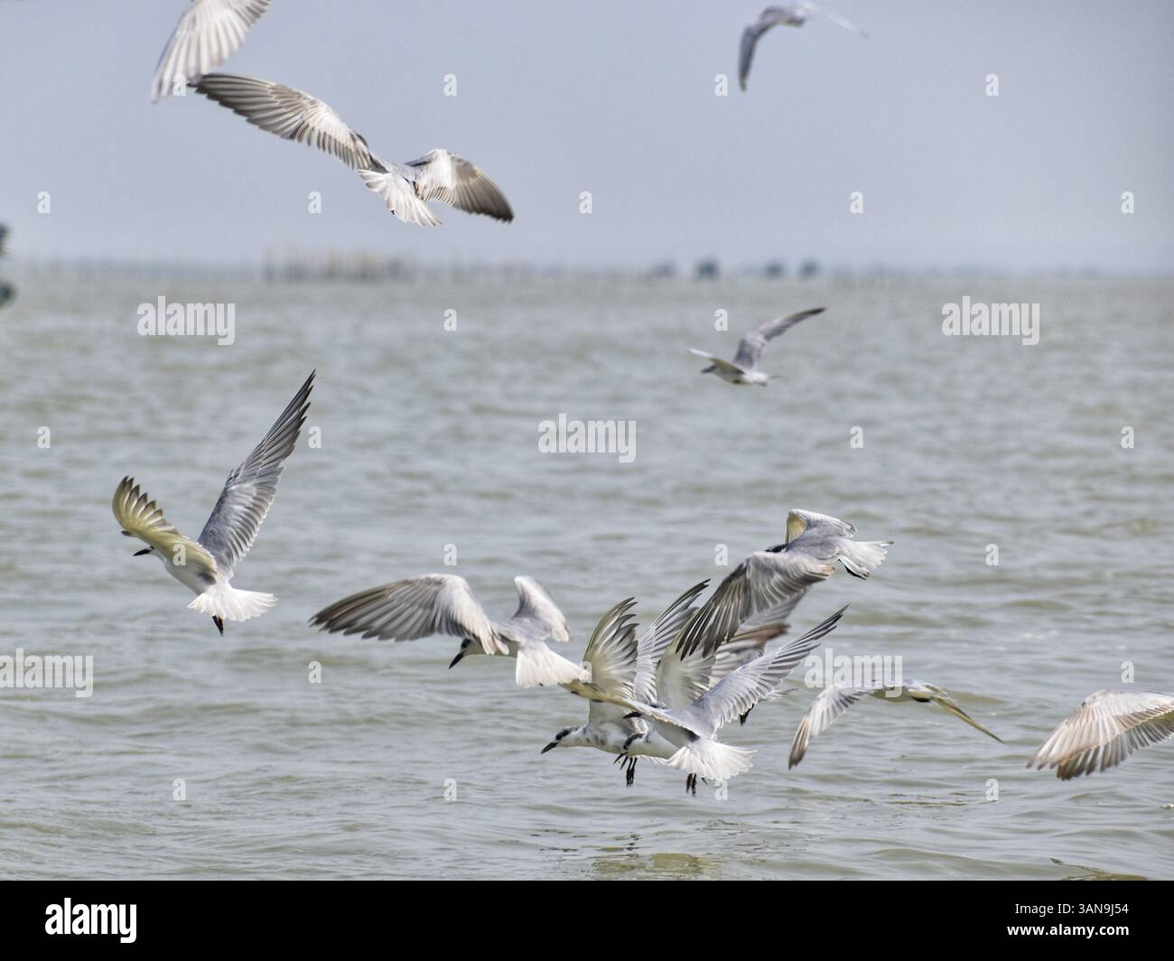 Flock of Seagulls birds fling over water of Chilika lake, puri orissa ...