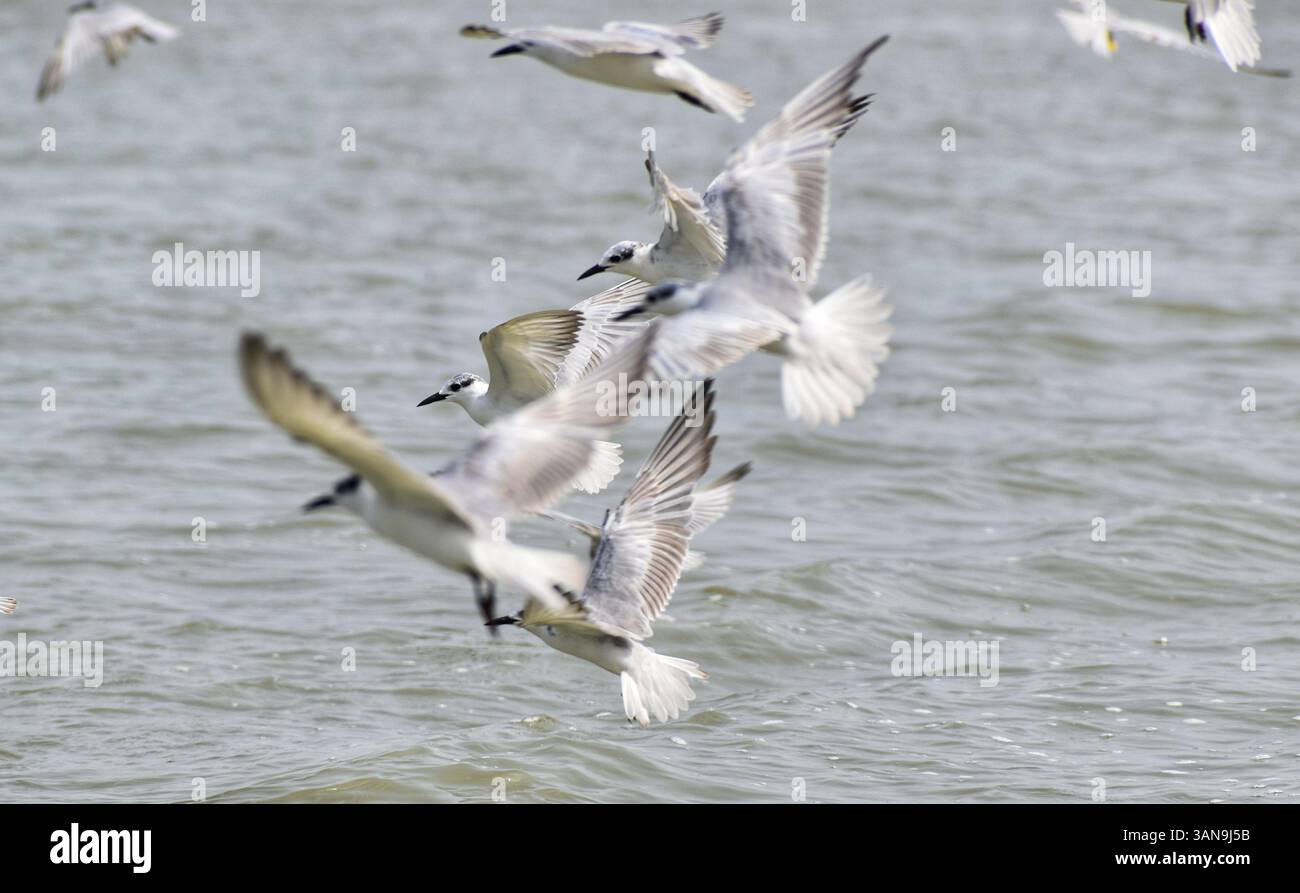 Flock of Seagulls birds fling over water of Chilika lake, puri orissa ...