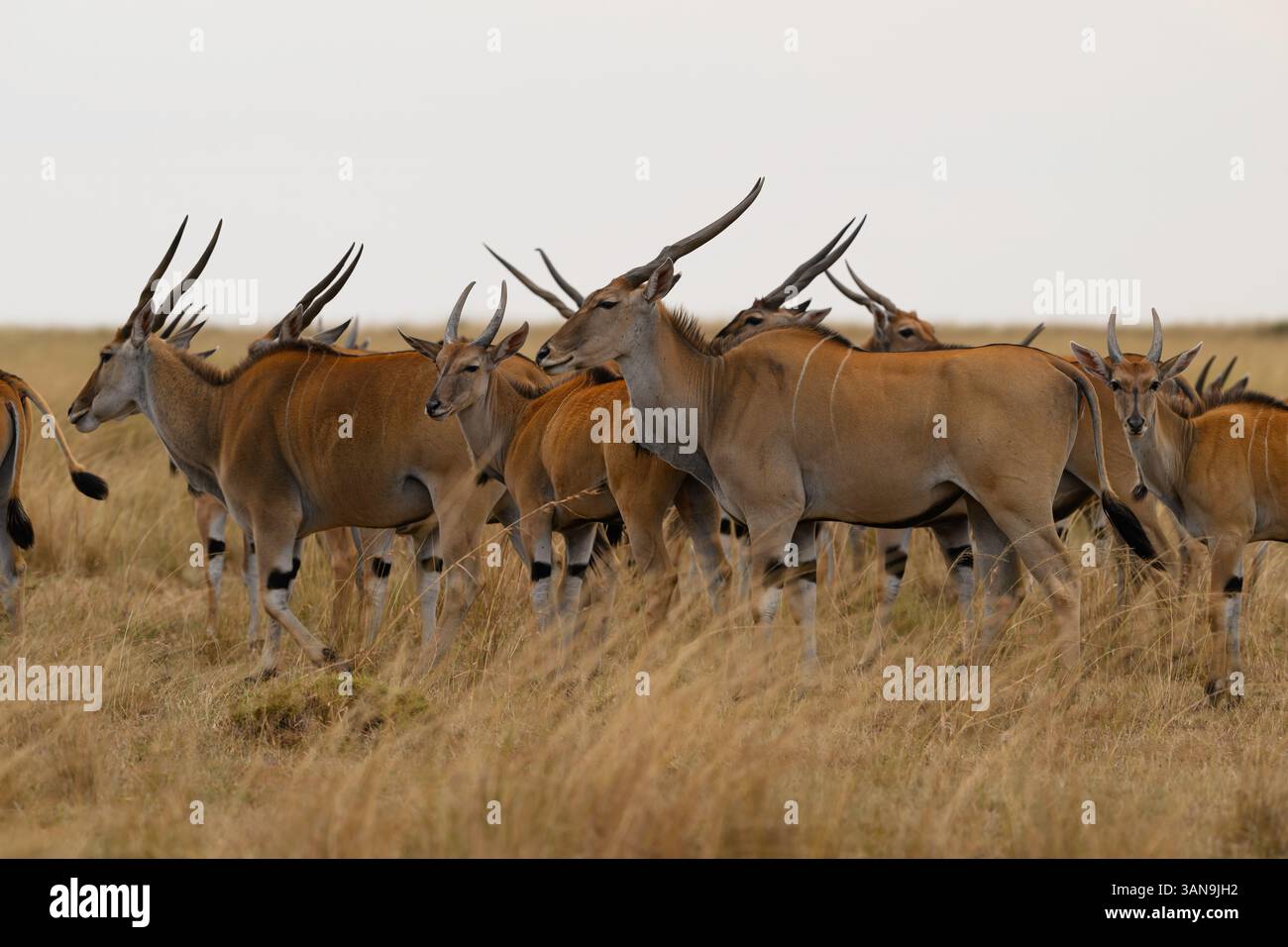Group of bull eland, Masai Mara Reserve, Kenya Stock Photo - Alamy