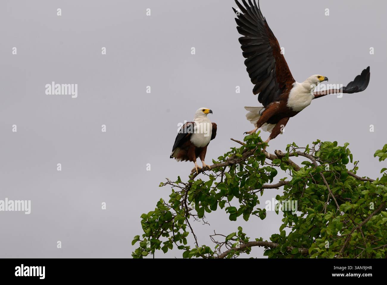 African fish eagle in flight, Masai Mara, Kenya Stock Photo - Alamy