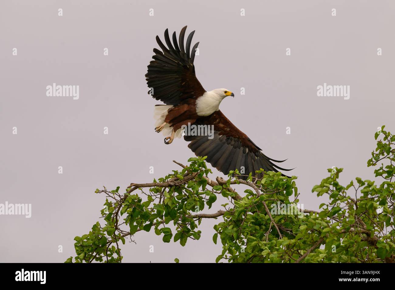 African fish eagle in flight, Masai Mara, Kenya Stock Photo - Alamy
