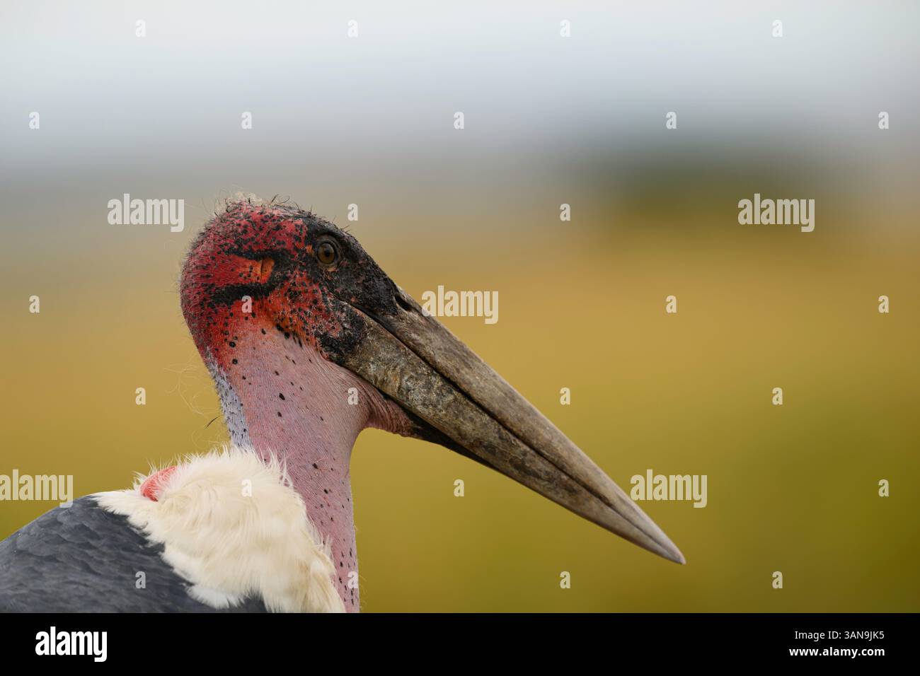 Closeup image of a marabou stork, Masai Mara Reserve, Kenya Stock Photo ...
