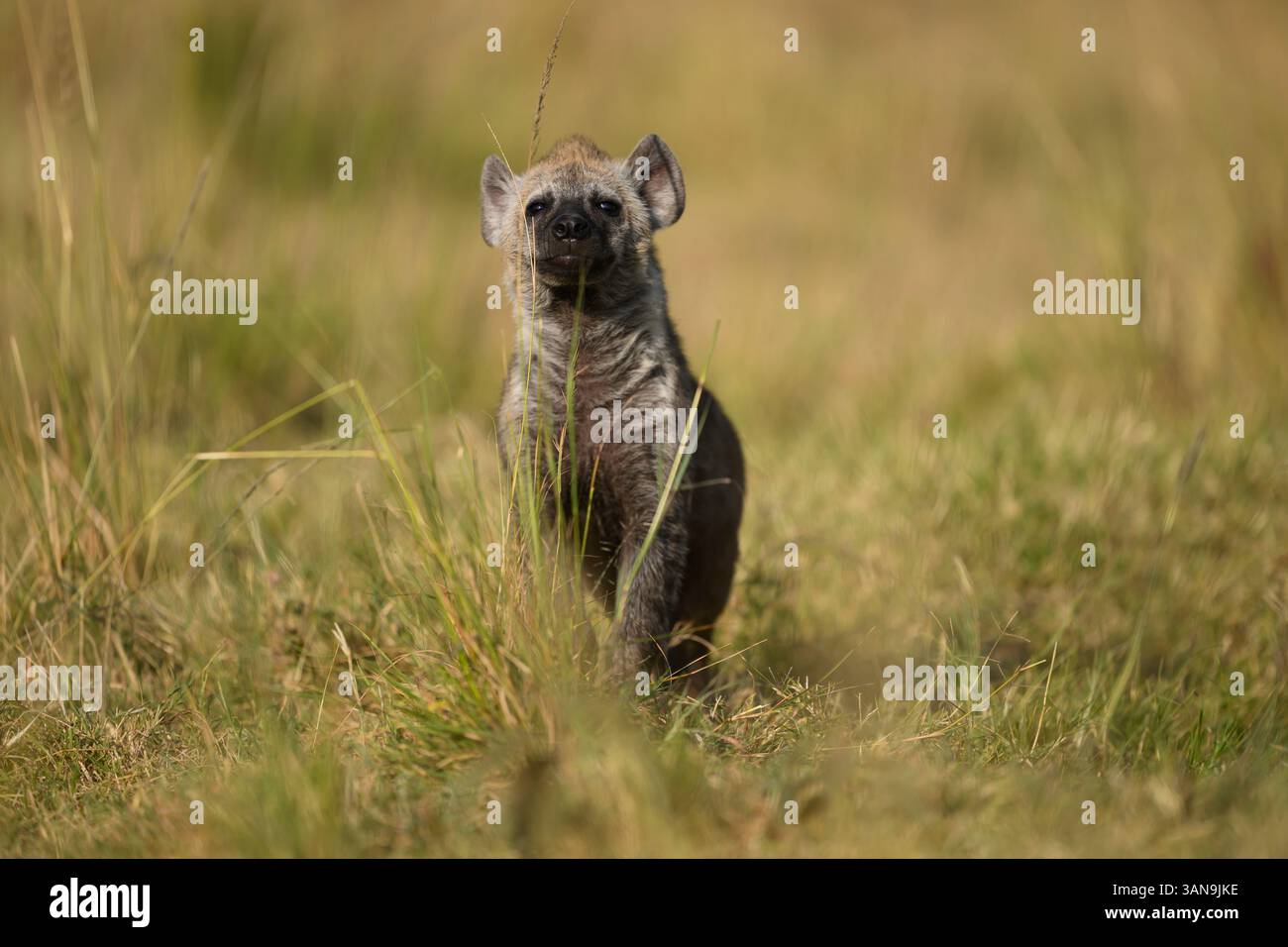 Spotted hyena pup at its den, Masai Mara Reserve, Kenya Stock Photo - Alamy