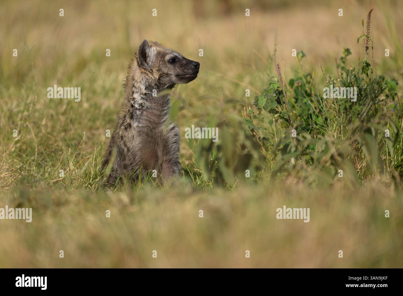 Spotted hyena pup at its den, Masai Mara Reserve, Kenya Stock Photo - Alamy
