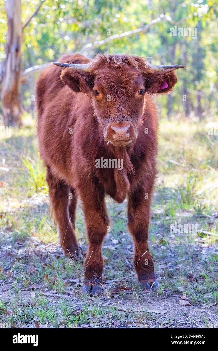 Photograph of a young and inquisitive brown cow in a green agricultural ...