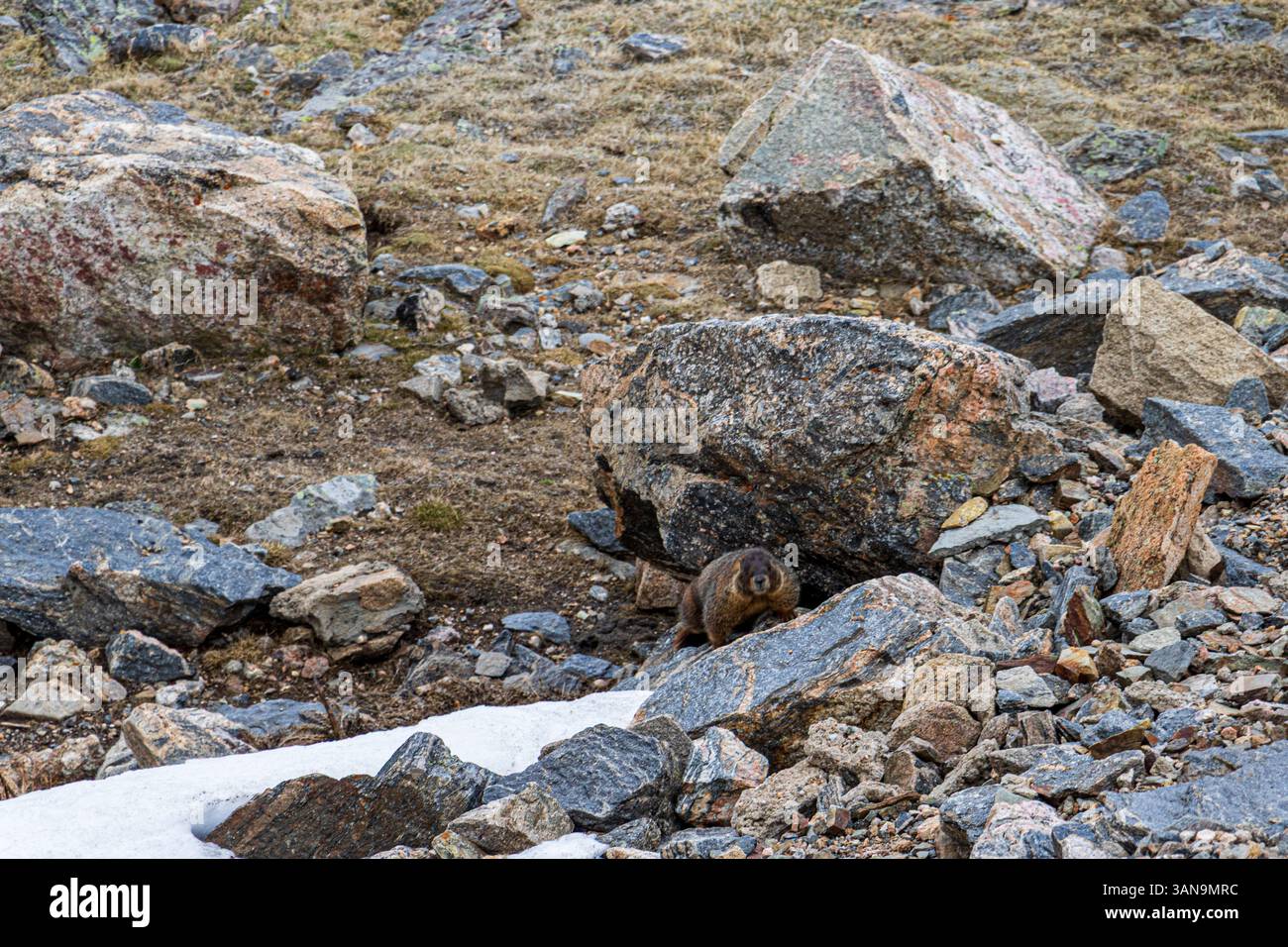 Yellow-bellied Marmot coming out of the rocky terrain high in the Rocky ...