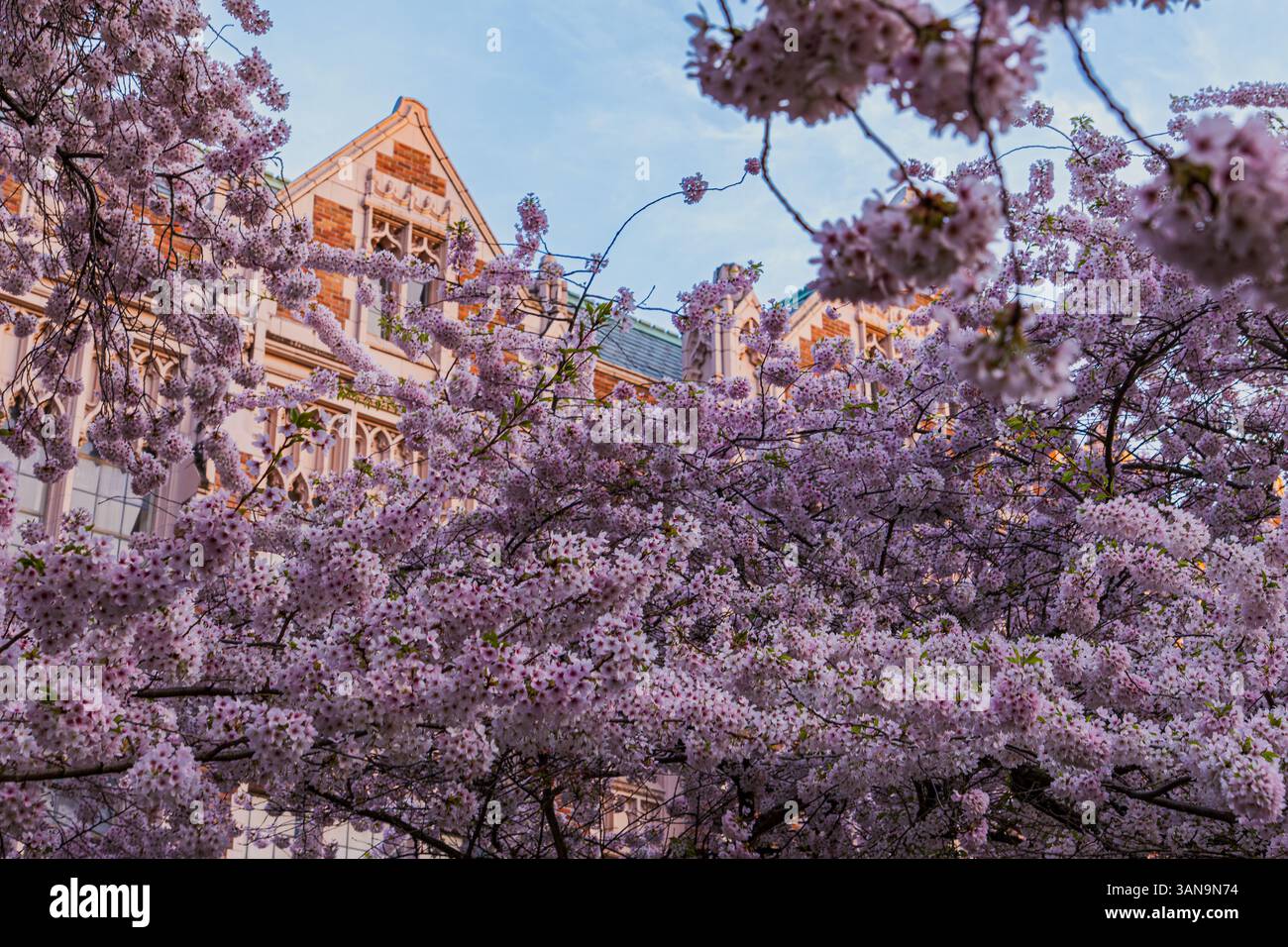 Seattle WA USA - April 7th 2025: UW campus with Cherry Blossom at ...