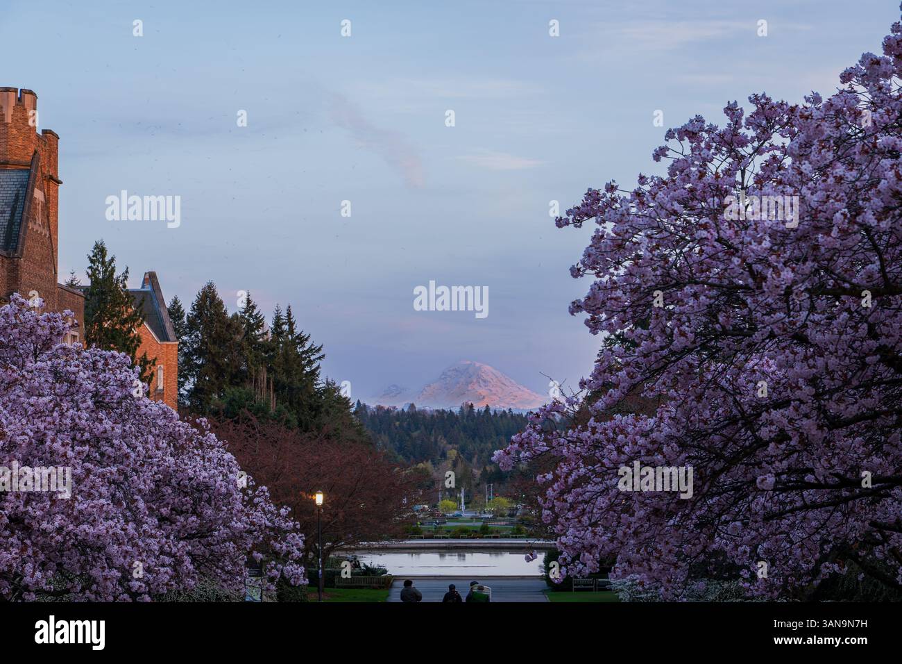 Seattle WA USA - April 7th 2025: UW Cherry Blossom with Mount Rainier ...