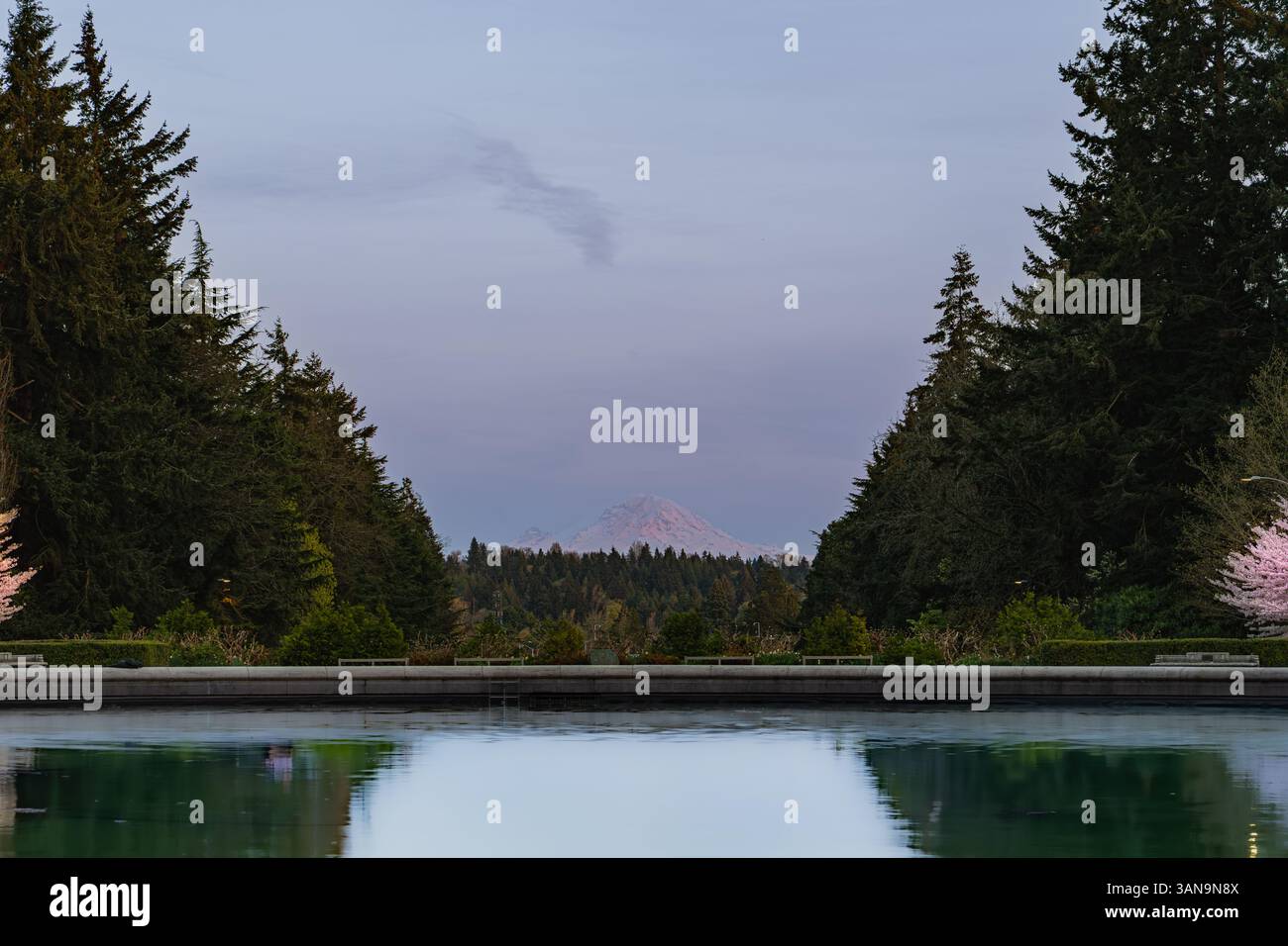 Seattle WA USA - April 7th 2025: UW Cherry Blossom with Mount Rainier ...