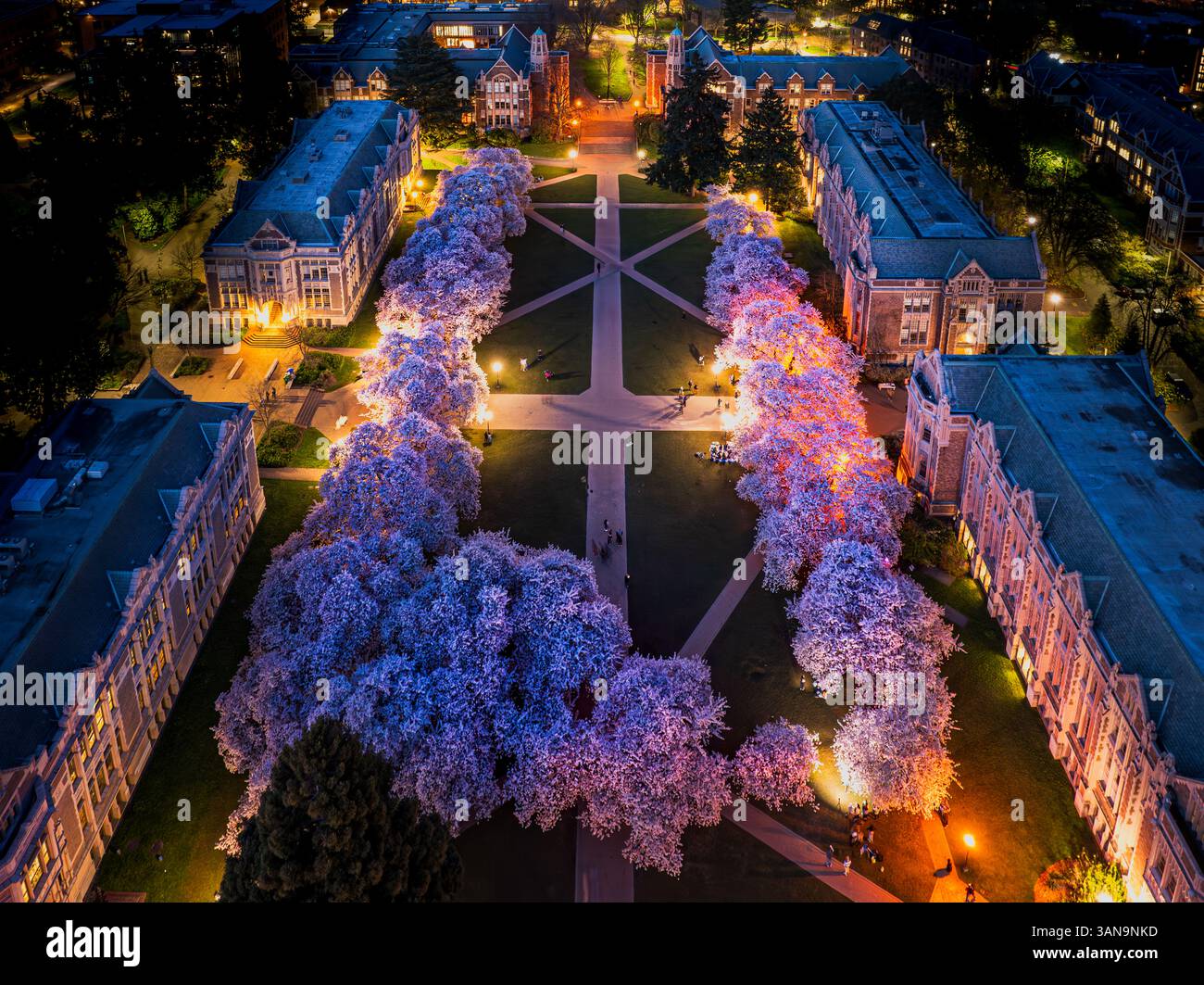 Seattle WA USA - April 7th 2025: Night Cherry Blossom at UW Quad Stock ...
