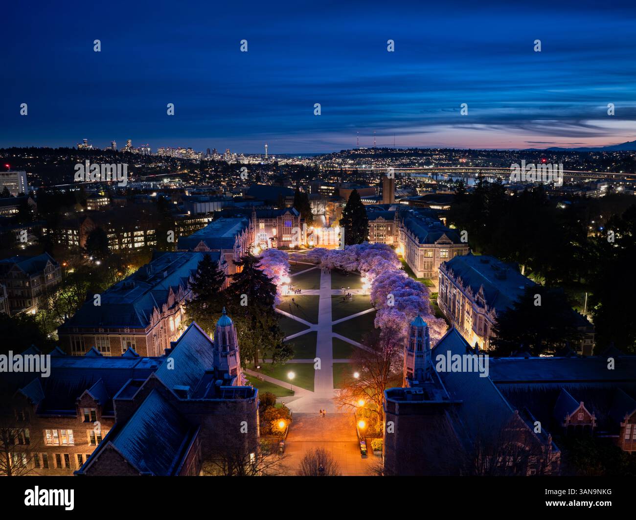 Seattle WA USA - April 7th 2025: Night Cherry Blossom at UW Quad Stock ...