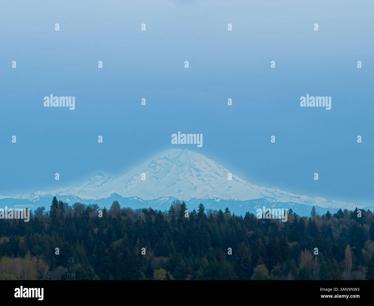 Seattle WA USA - April 7th 2025: UW Cherry Blossom with Mount Rainier ...