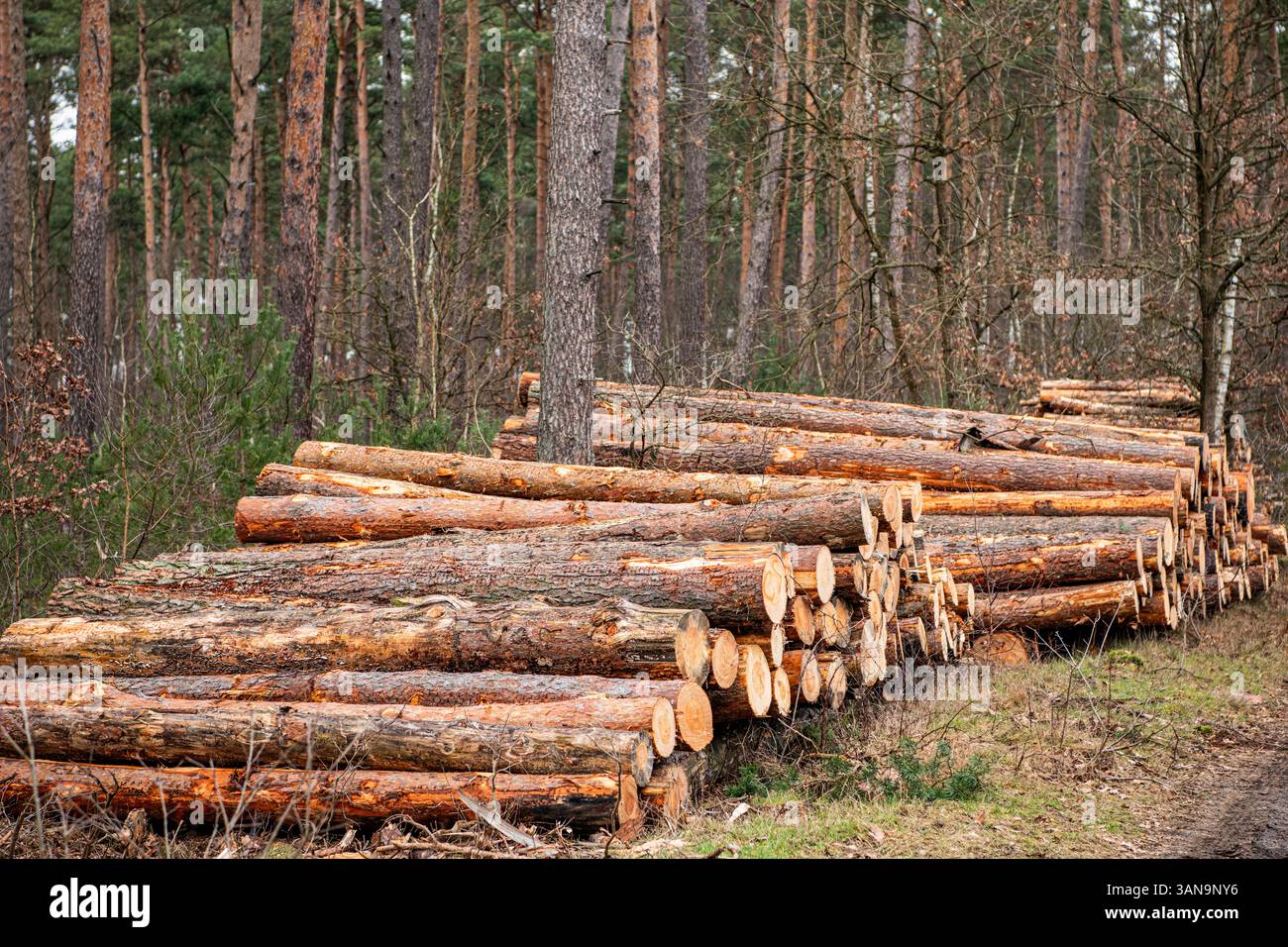 Lumber industry. Deforestation. Tree log in forest. Pine tree log ...