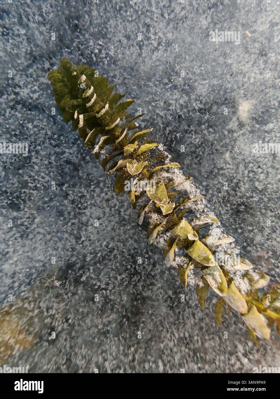 Algae frozen in ice hi-res stock photography and images - Alamy