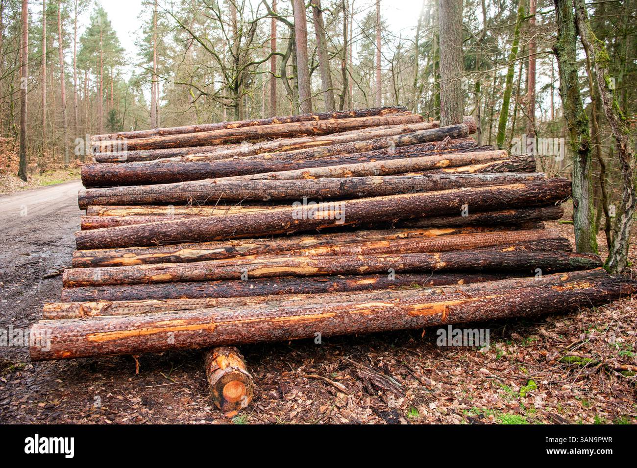 Softwood lumber. Deforestation and logging. Stack of cut wood. Wood log ...