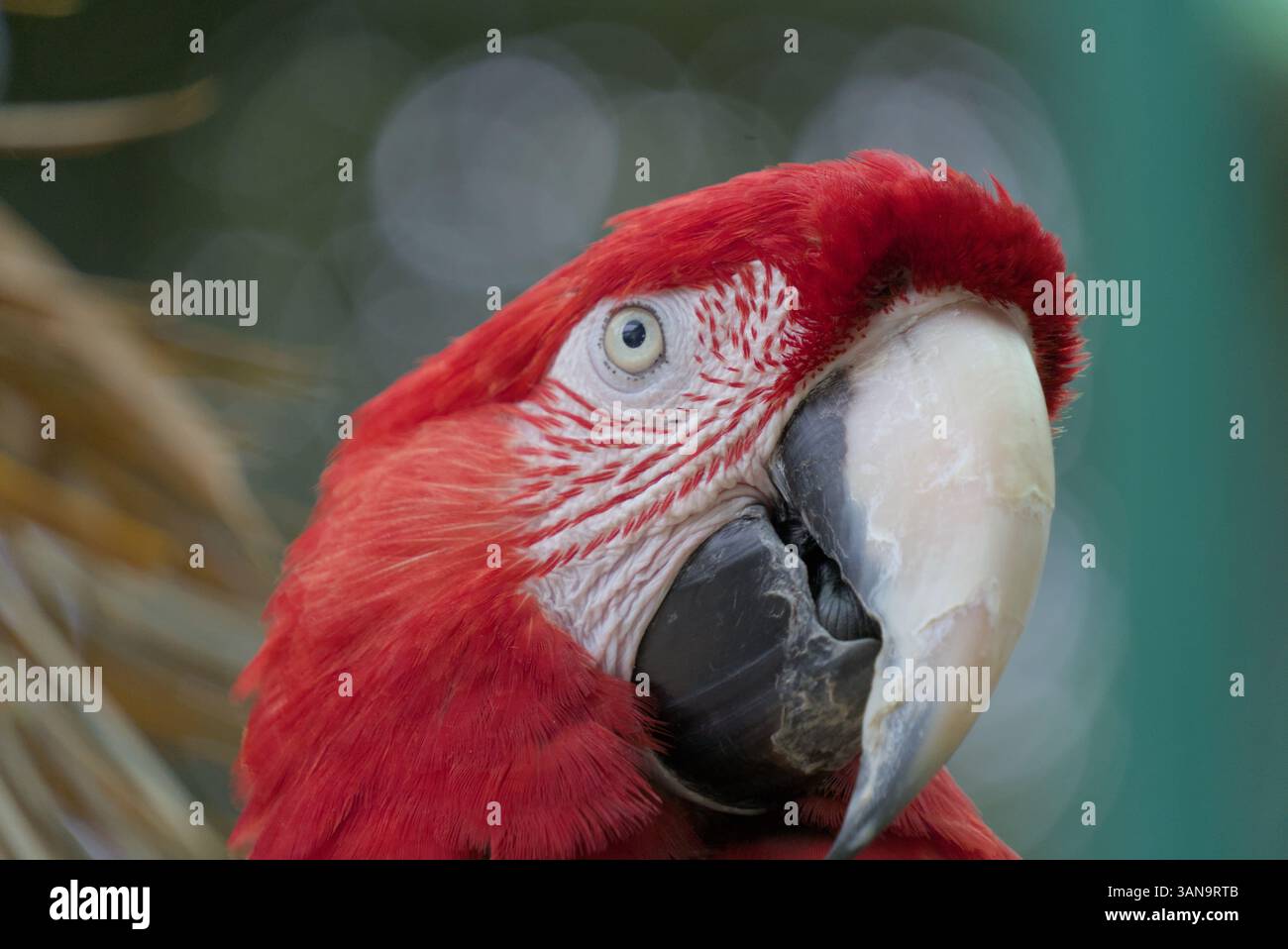 A fully grown red parrot looking right Stock Photo - Alamy