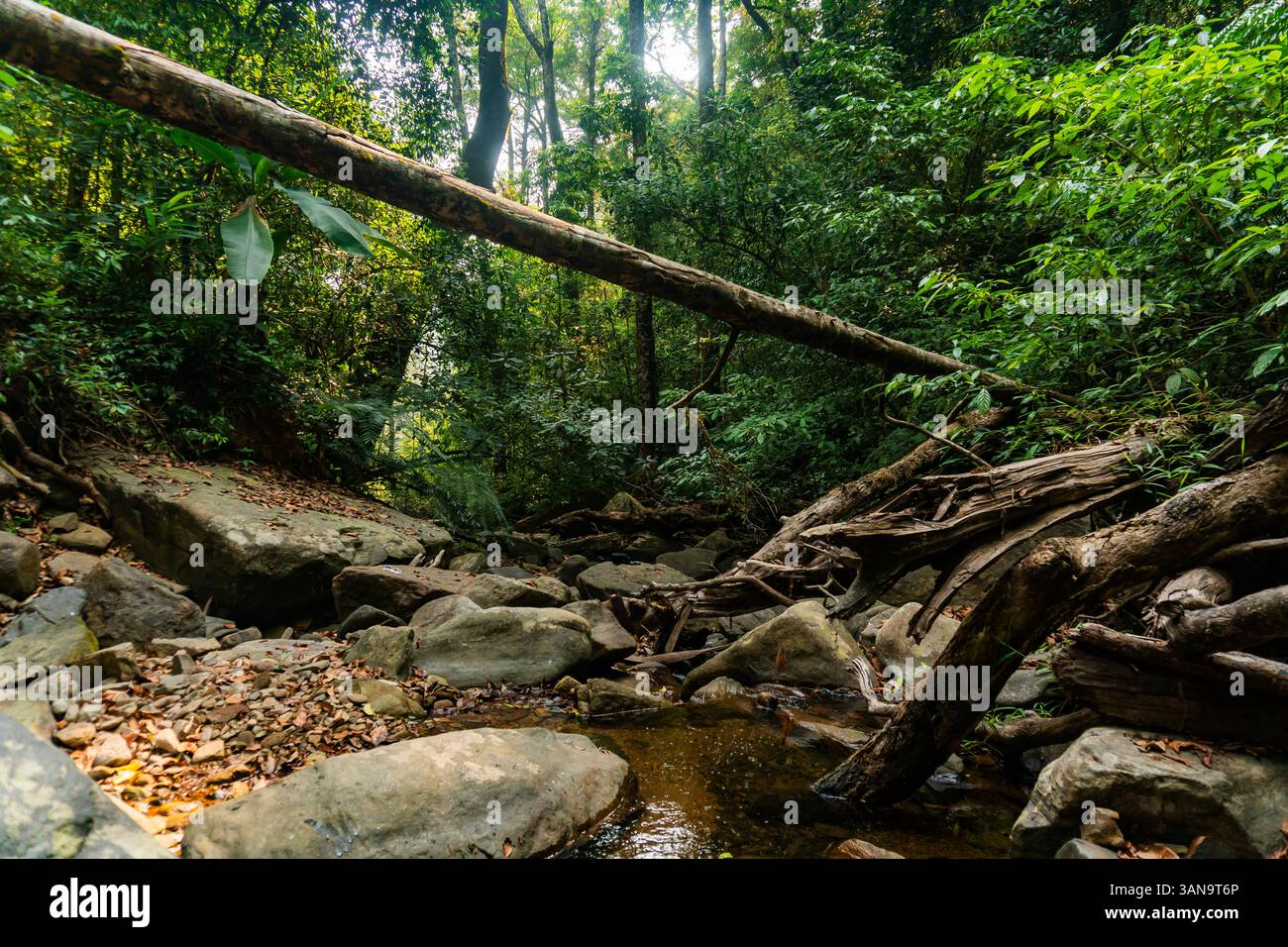 stream flowing in the ever green forest Stock Photo - Alamy