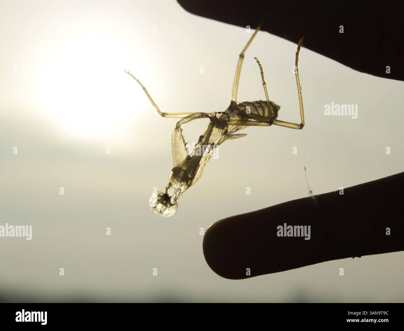 A praying mantis shed skin behind sunlight Stock Photo - Alamy
