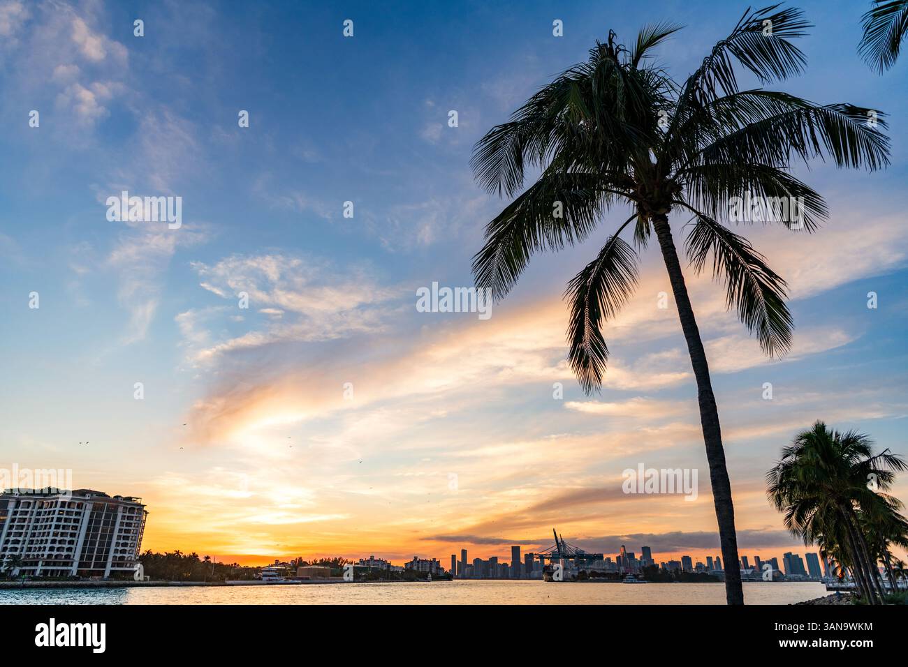 Sunrise of Miami cityscape. City skyline view with palm tree. Miami ...